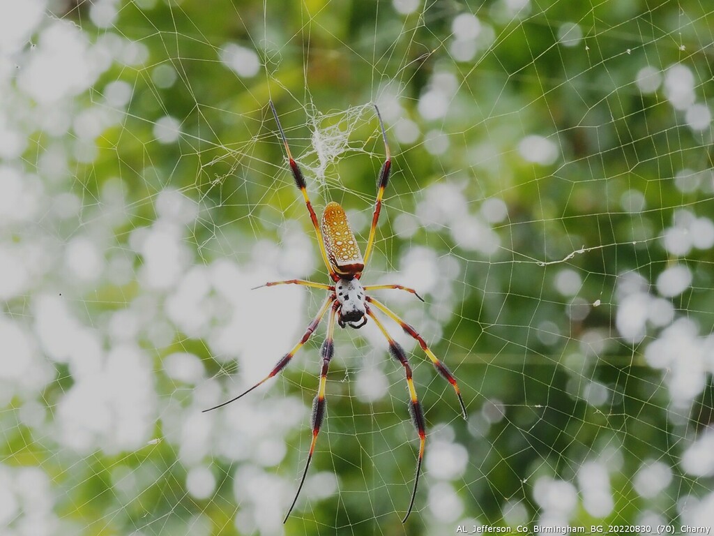 Golden Silk Spider from Botanical Gardens, Birmingham, AL 35223, USA on ...