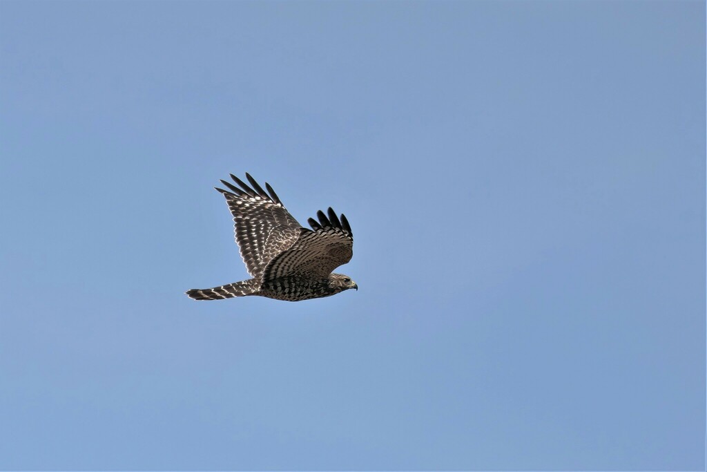 Red-shouldered Hawk from Houston Marsh on August 29, 2022 at 11:13 AM ...