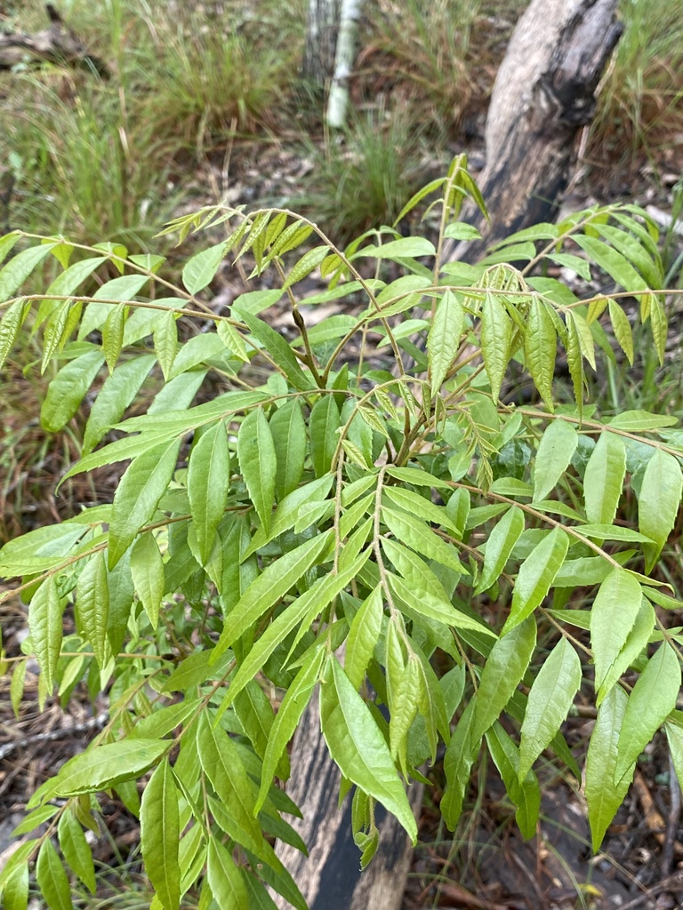 Fern Top (Jagera pseudorhus) - Botanical Realm