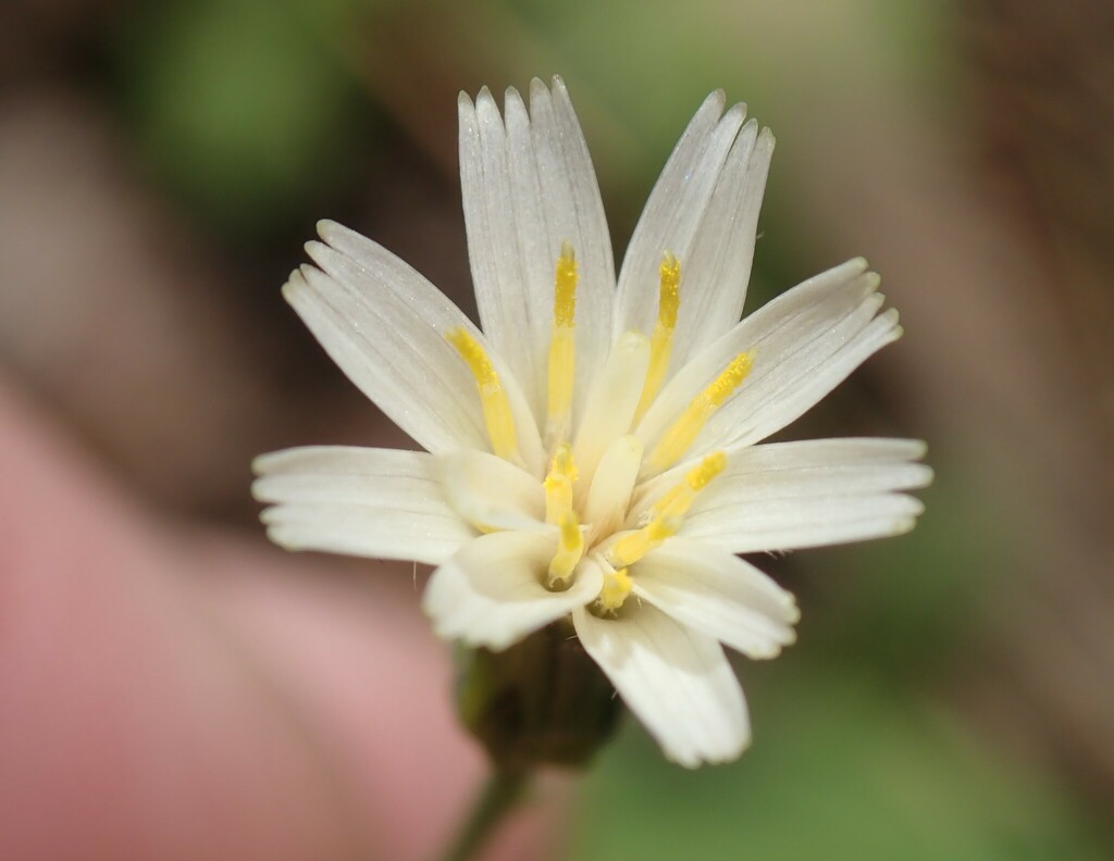white hawkweed from Tuolumne County, CA, USA on August 27, 2022 at 11: ...