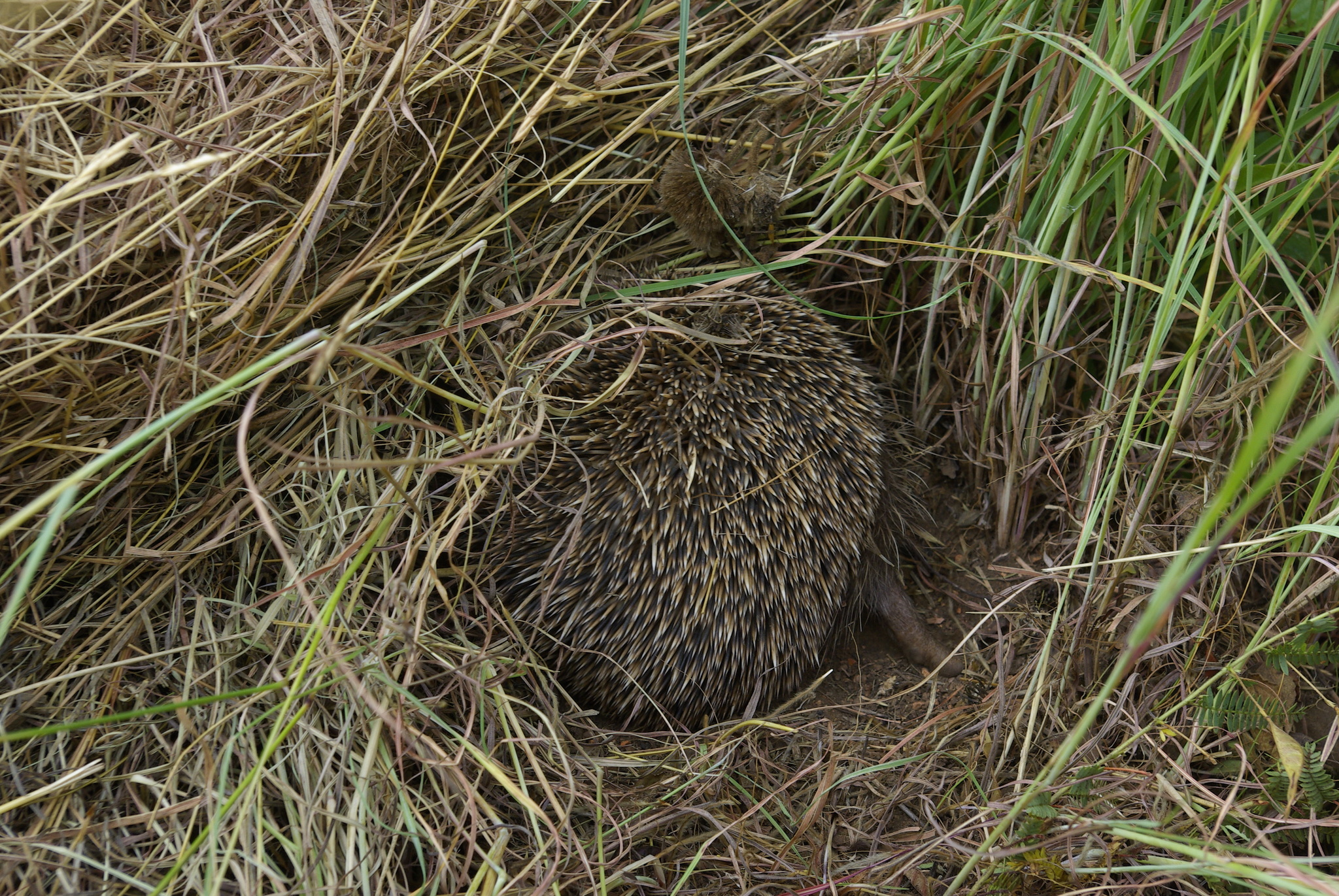 Atelerix frontalis (A.Smith, 1831)