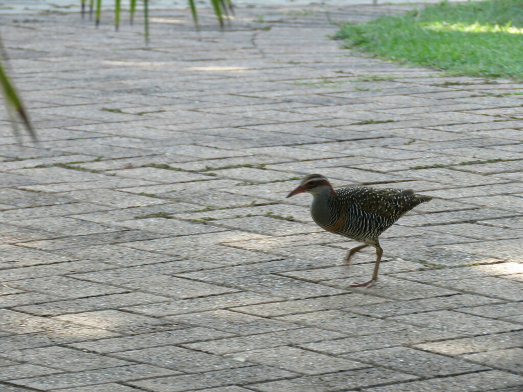 Buff-banded Rail from 10 Neds Beach Rd, Lord Howe Island NSW 2898 ...