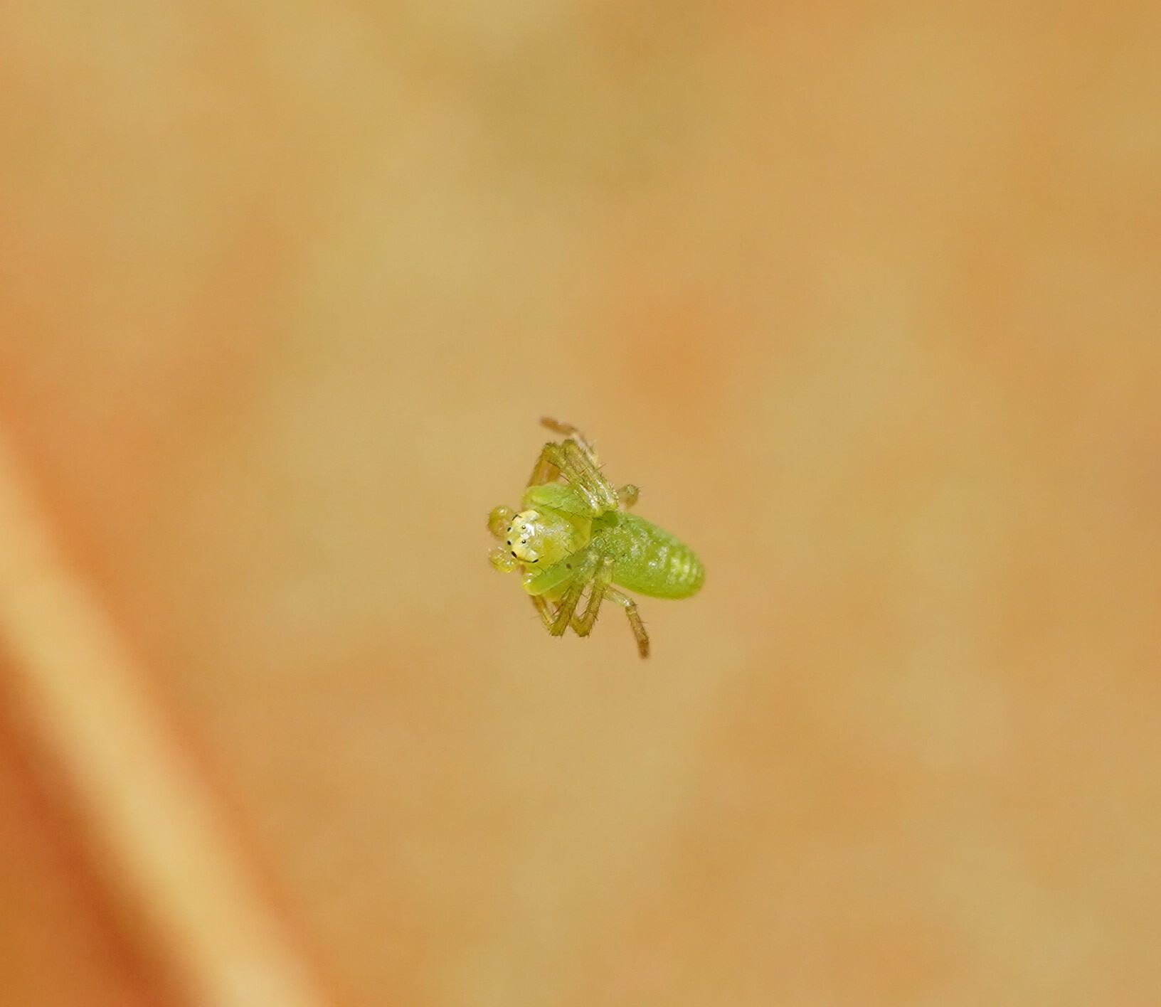 Cetratus rubropunctatus (Rainbow, 1920)