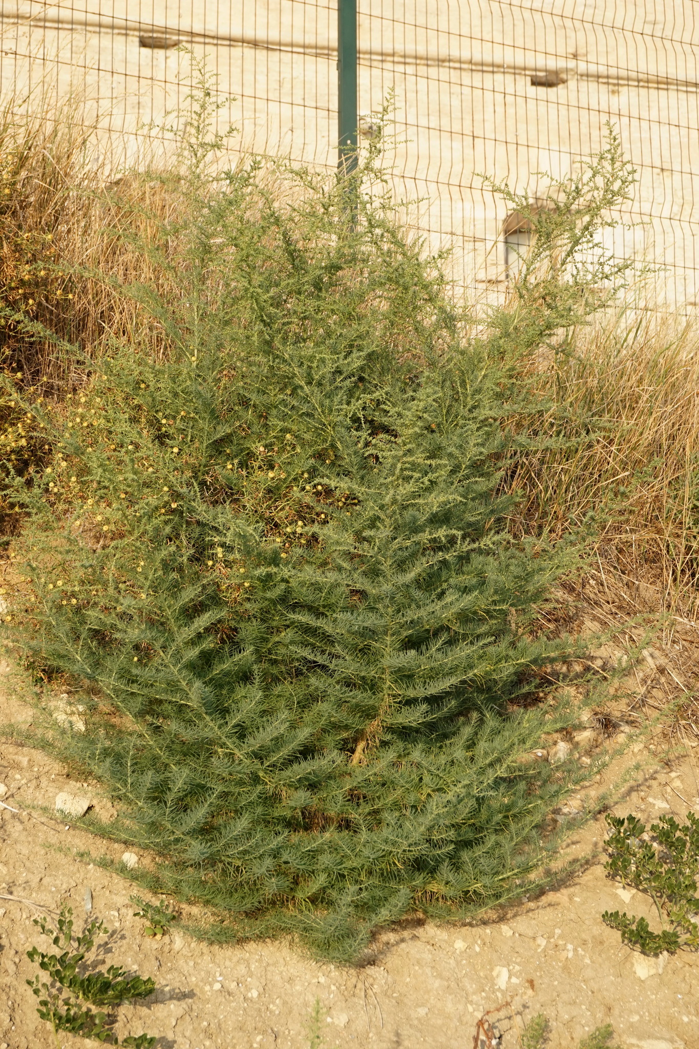 Suaeda altissima (L.) Pall.