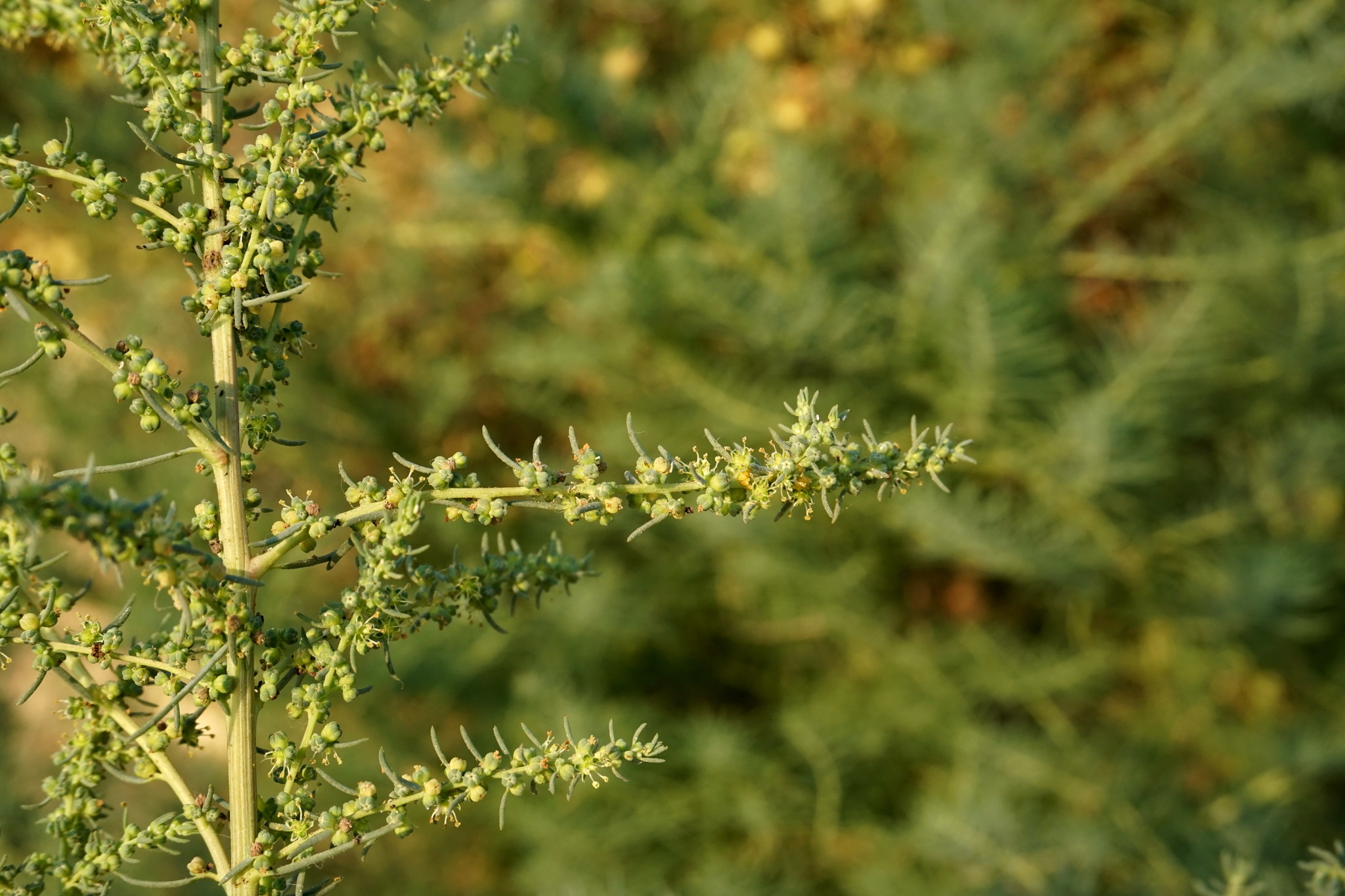 Suaeda altissima (L.) Pall.