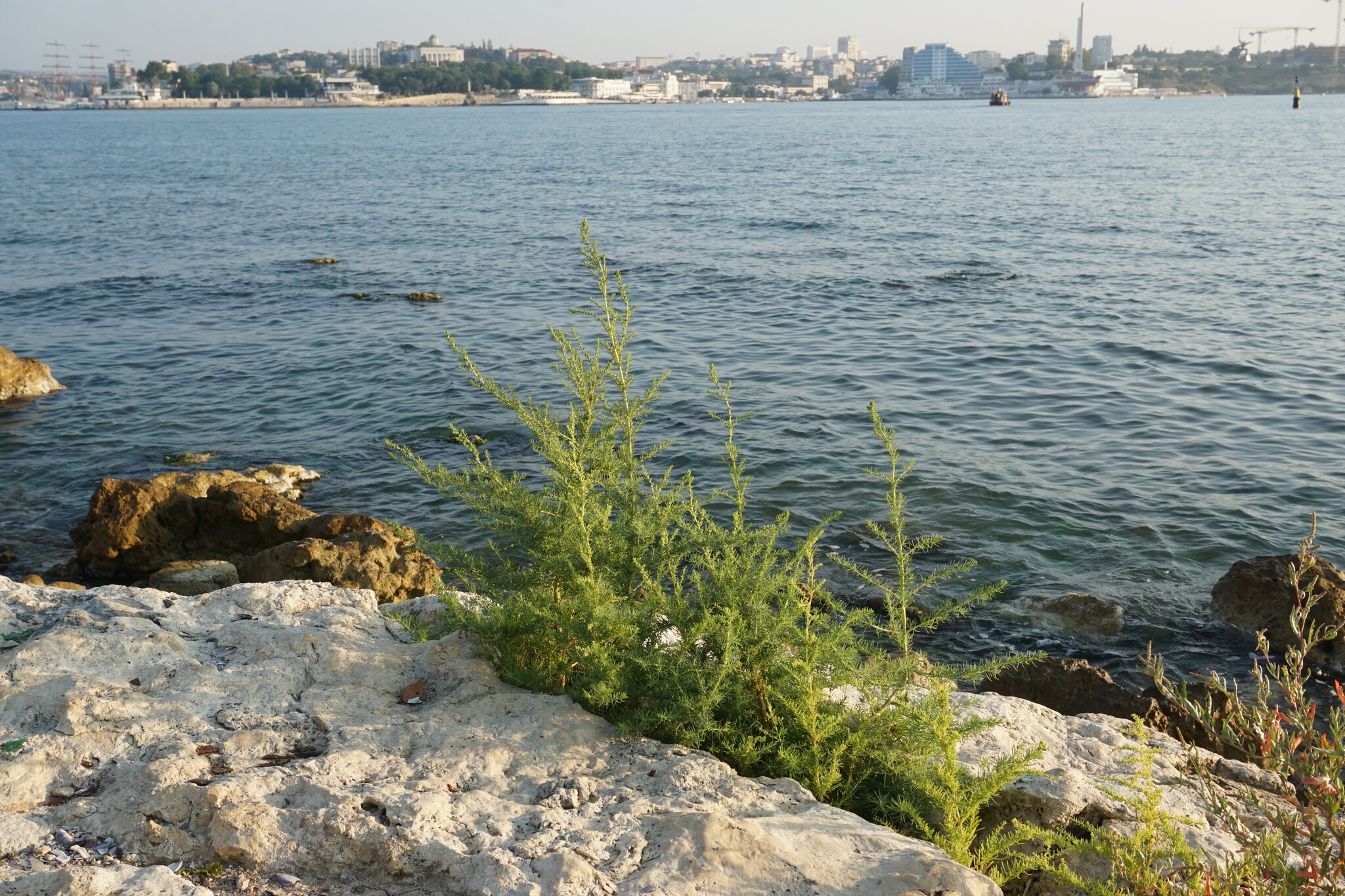 Suaeda altissima (L.) Pall.