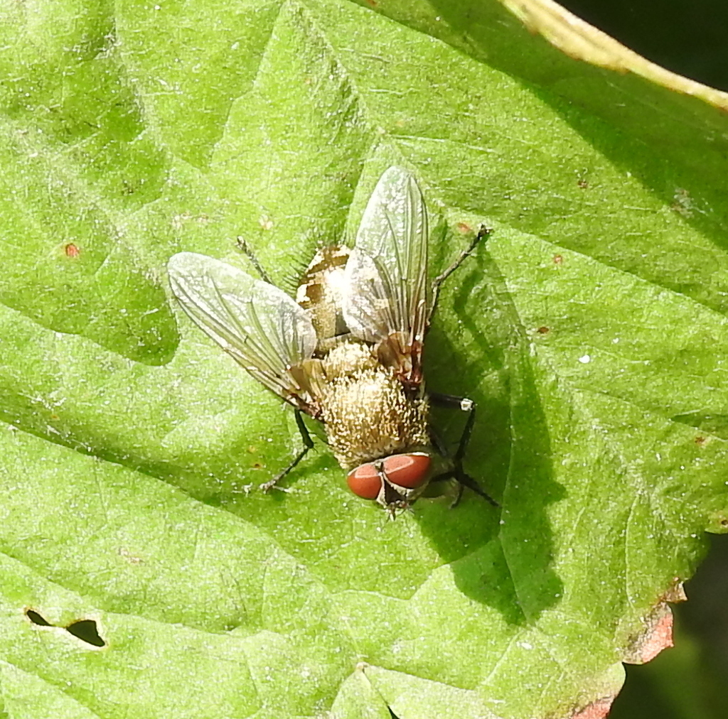 Cluster Flies from Zheleznogorskiy rayon, Kursk, Russia on August 30 ...