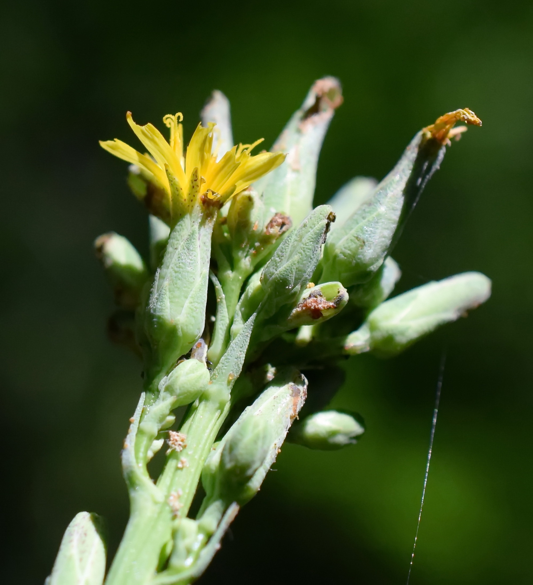 Lactuca quercina L.