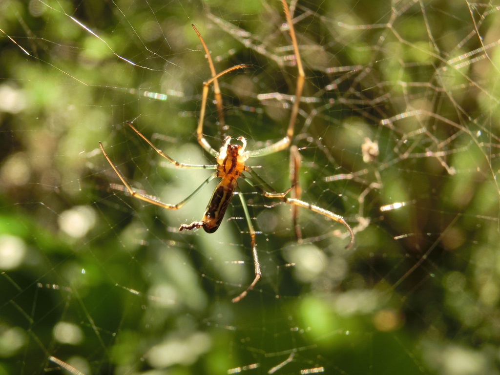 Joro Spider from 台灣彰化縣 on August 27, 2022 at 11:43 AM by r88621108 ...