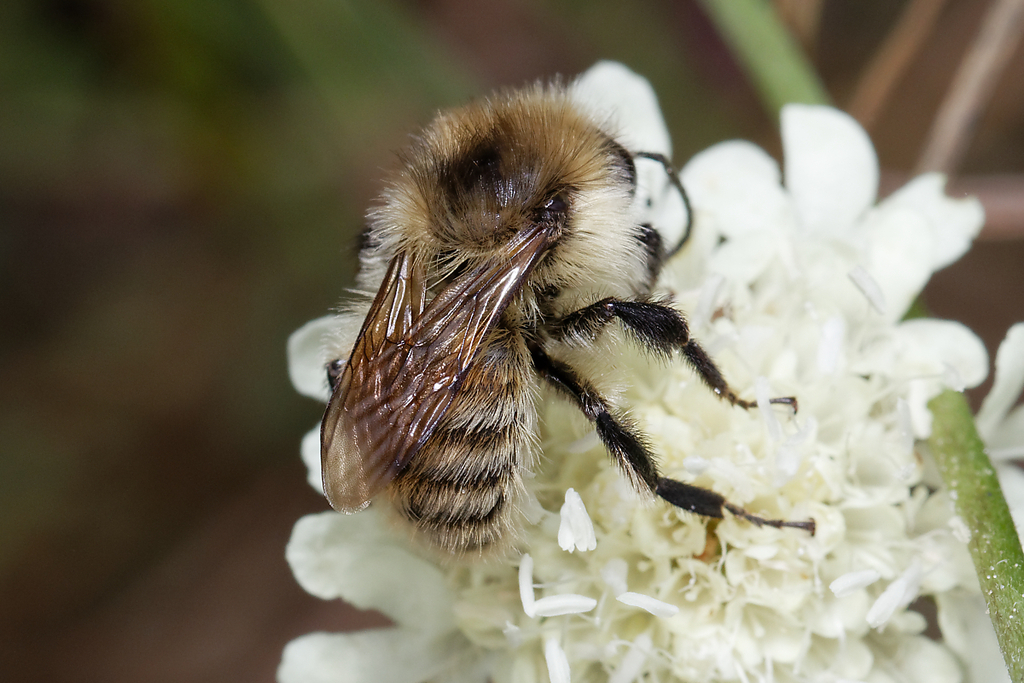 Brown-banded Carder-Bumble bee from Las Bielański, Warsaw, Poland on ...