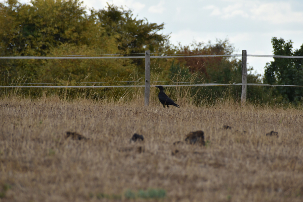Common Raven from 50530 Genêts, Francia on August 16, 2022 at 04:49 PM ...