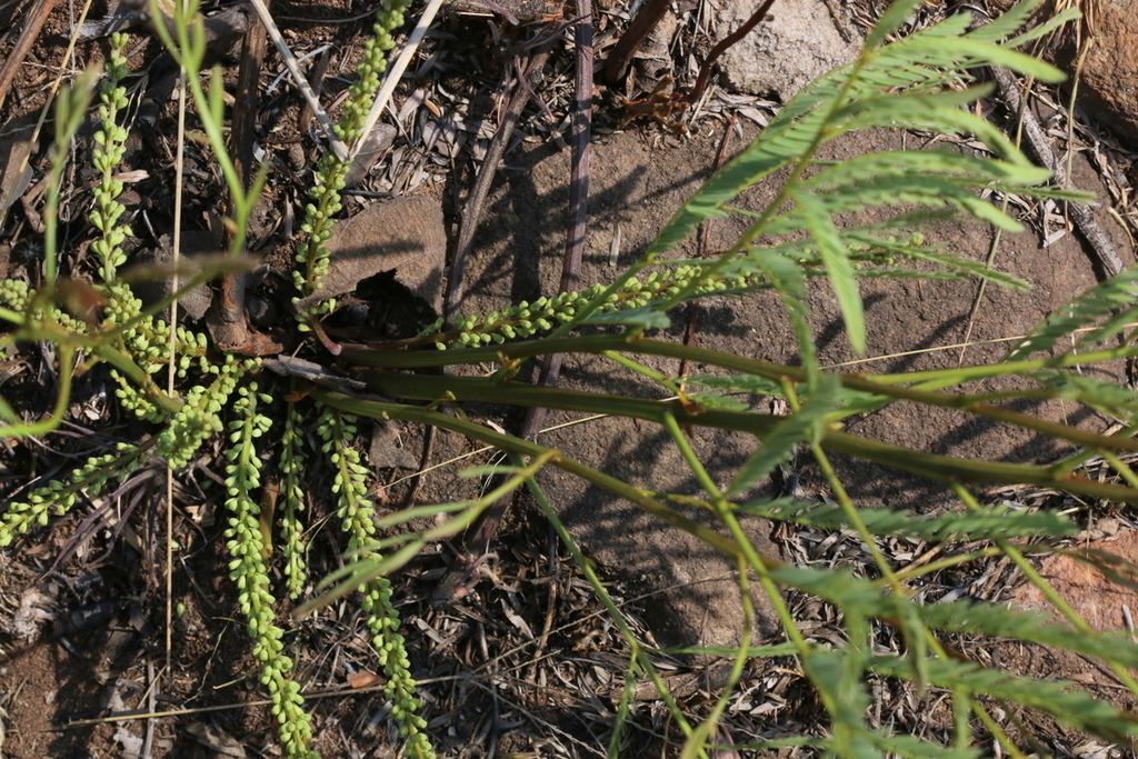Elephant Root from Wonderboom, Pretoria, 0182, South Africa on August ...