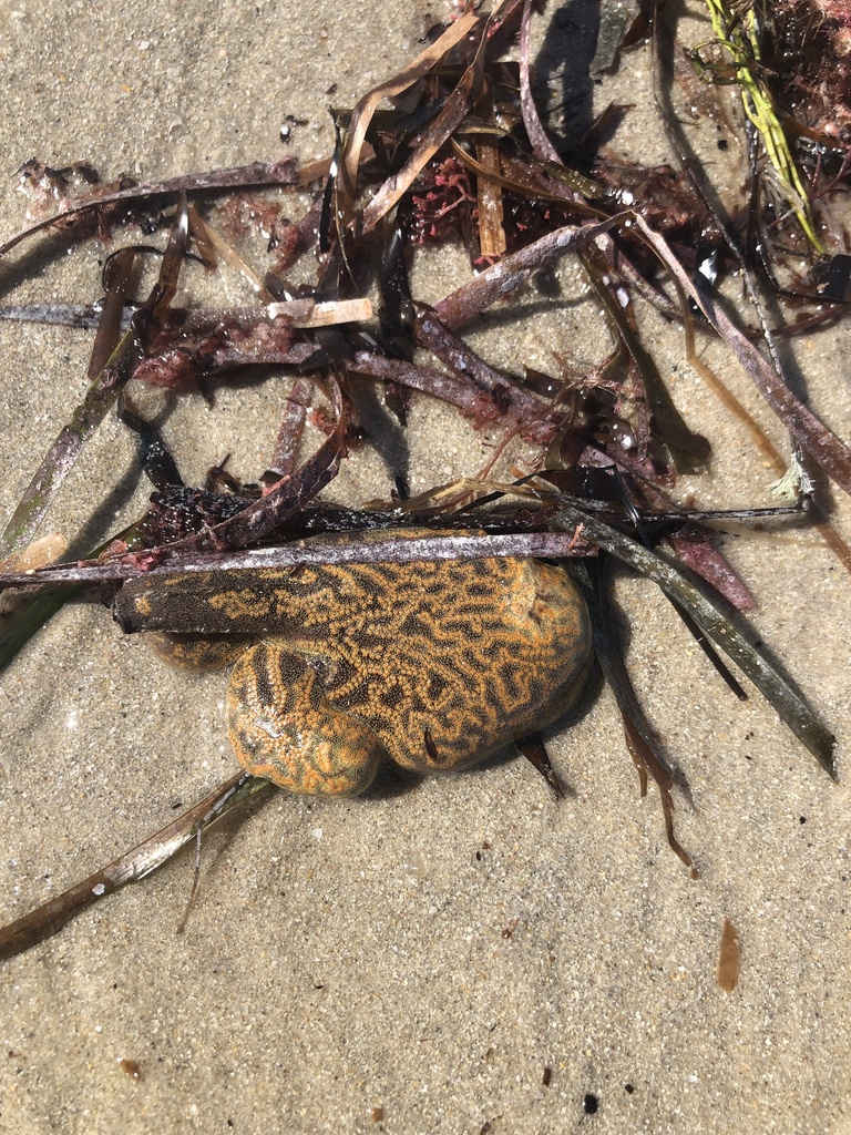 Botrylloides perspicuus from City of Charles Sturt, West Beach, SA, AU ...