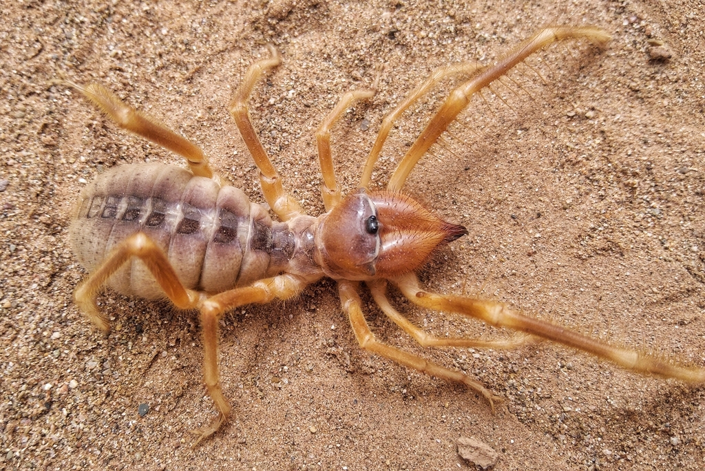 Scorpion-Spiders from Province de Tinghir, Maroc on August 28, 2022 at ...