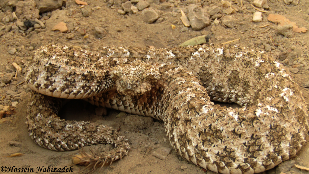 Spider-tailed Horned Viper (Pseudocerastes urarachnoides) - Snakes and ...