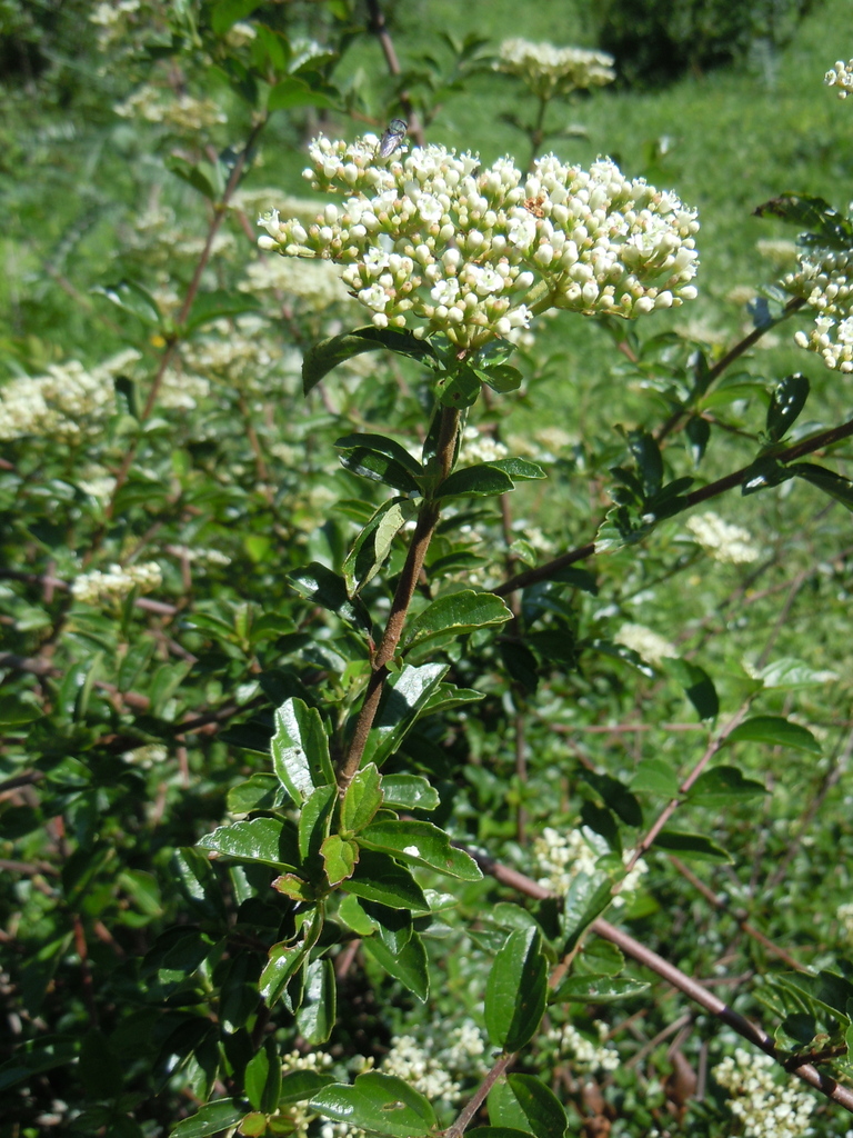 viburnums from Lufeng County, Chuxiong Yi Autonomous Prefecture, Yunnan ...