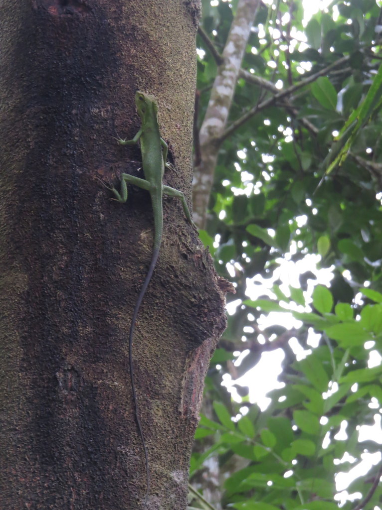 Great Crested Canopy Lizard from kiskendo on August 5, 2018 by Hastin ...