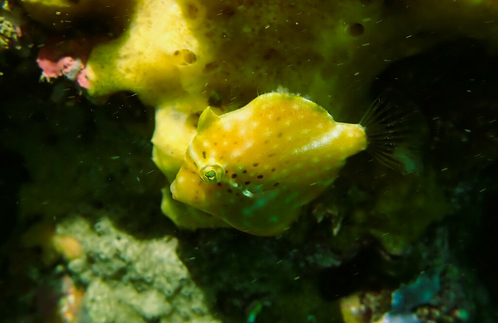 Southern Pygmy Leatherjacket from Sydney NSW, Australia on August 05 ...