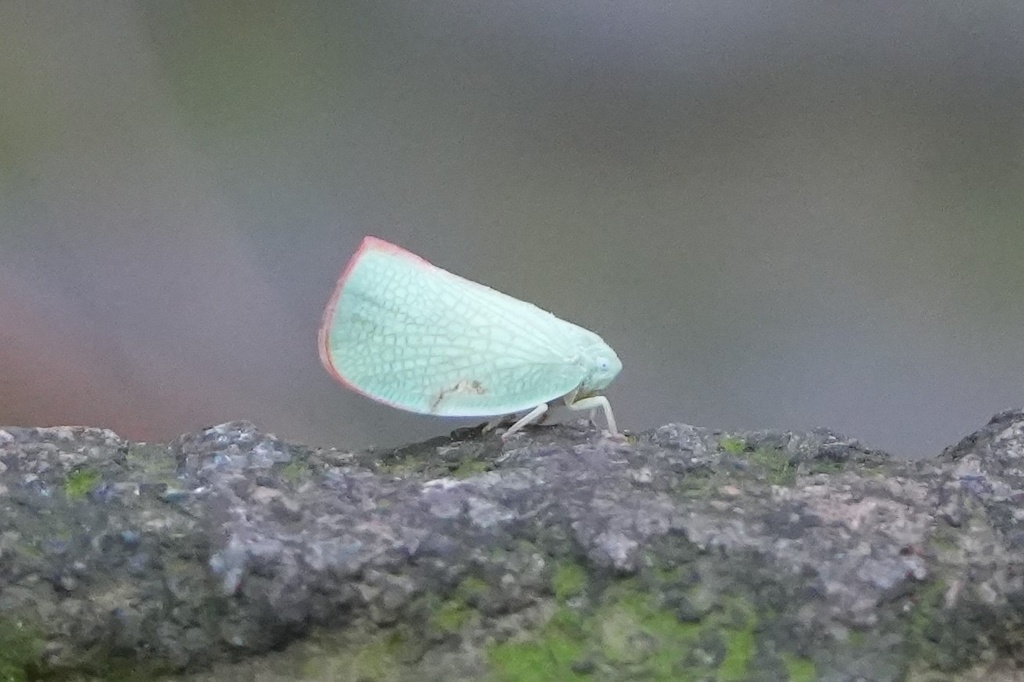 Geisha distinctissima from 星河路, 杭州市, 浙江省, CN on August 29, 2022 at 08: ...