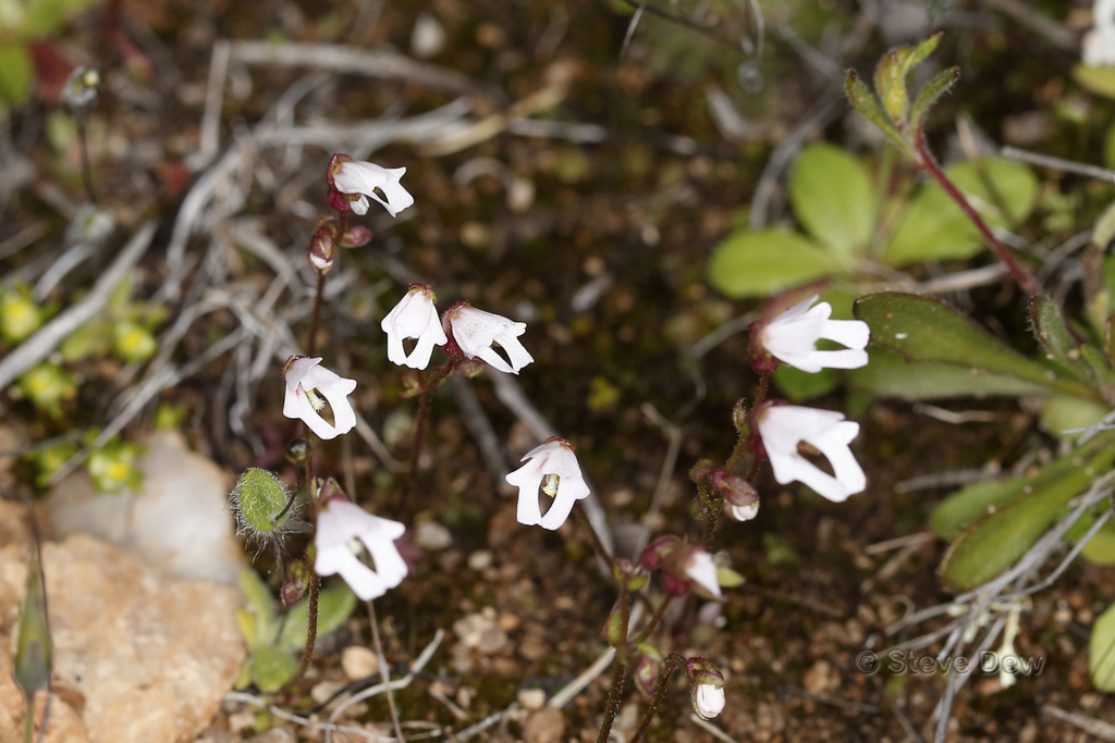 Foot Triggerplant from Dundas WA 6443, Australia on August 19, 2022 at ...