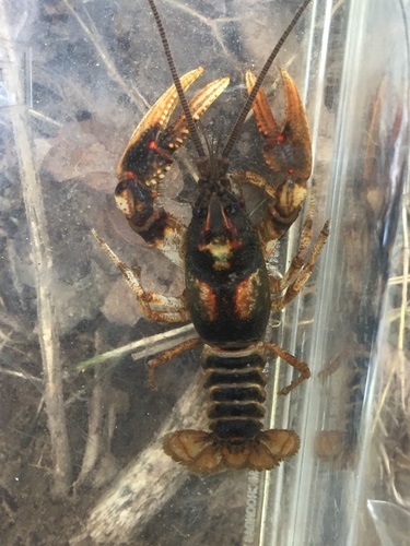 Zebra Crayfish (Crayfishes of Alabama) · iNaturalist
