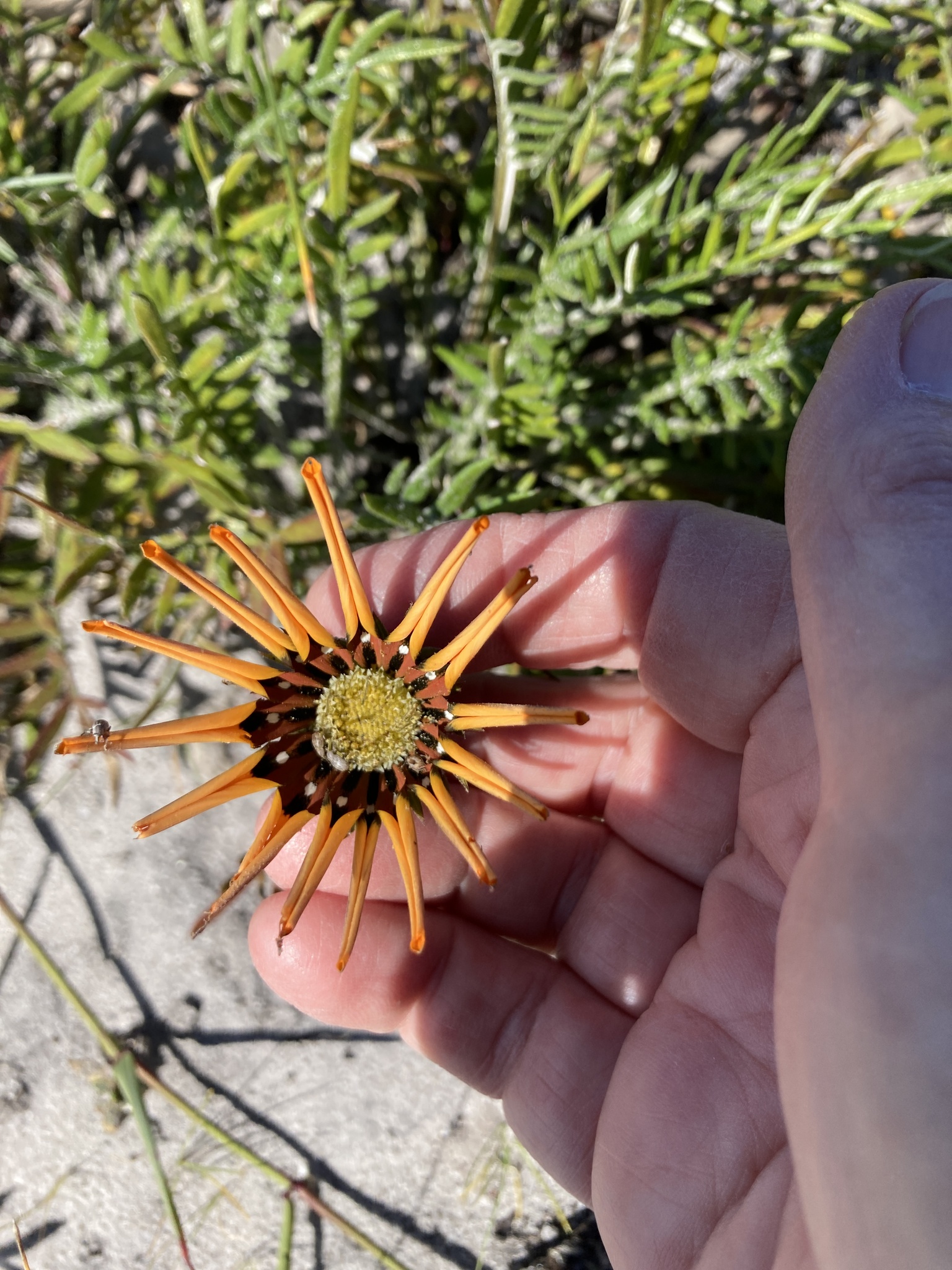 Gazania pectinata (Thunb.) Hartw.