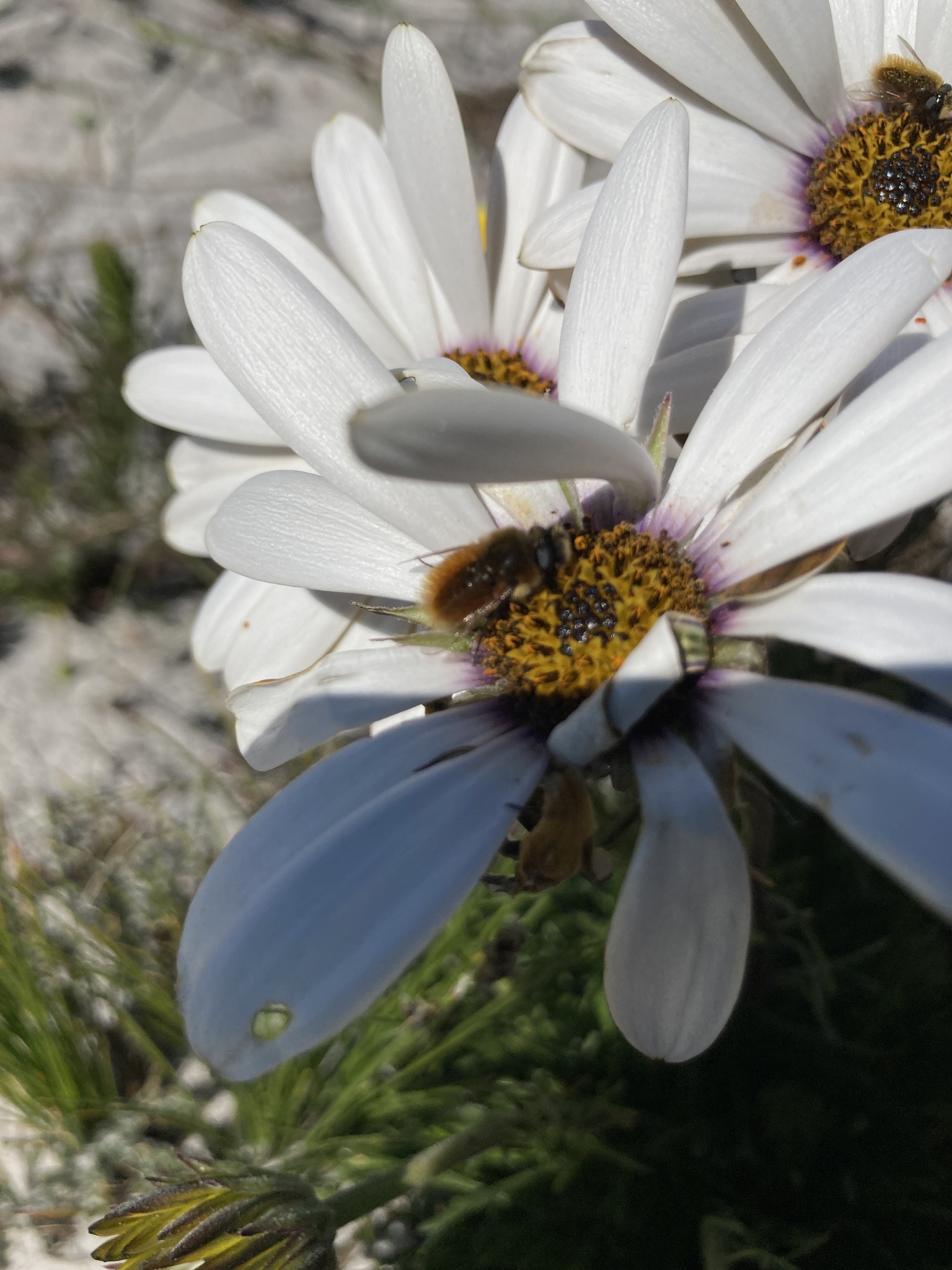 Dimorphotheca nudicaulis (L.) DC.