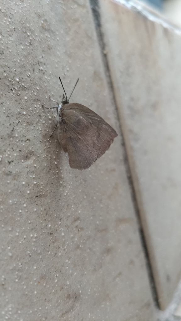 Japanese Oakblue from 福島, 倉敷市, 岡山県, JP on August 26, 2022 at 06:21 PM ...