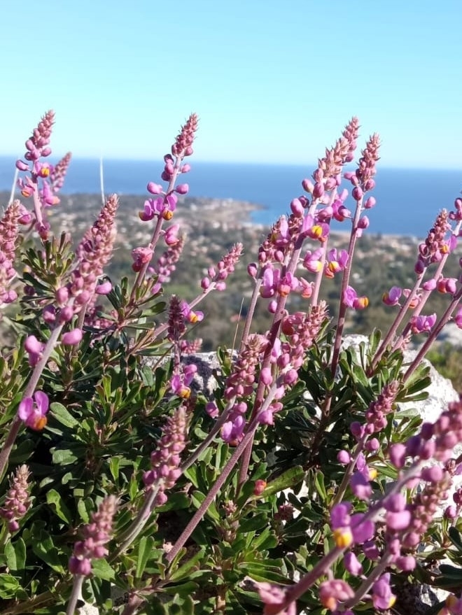 Monnina cuneata from 20200 Playa Hermosa, Departamento de Maldonado, Uruguay on August 30, 2022 ...