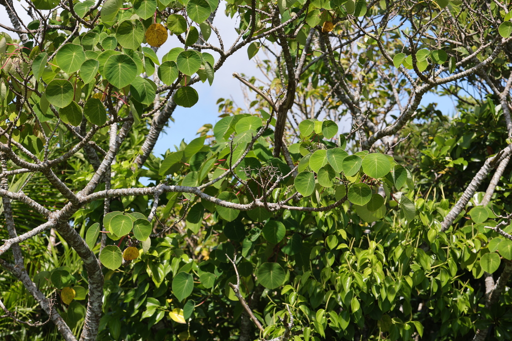 Homalanthus fastuosus from 台灣台東縣 on August 27, 2022 at 10:14 AM by 胡正恆 ...