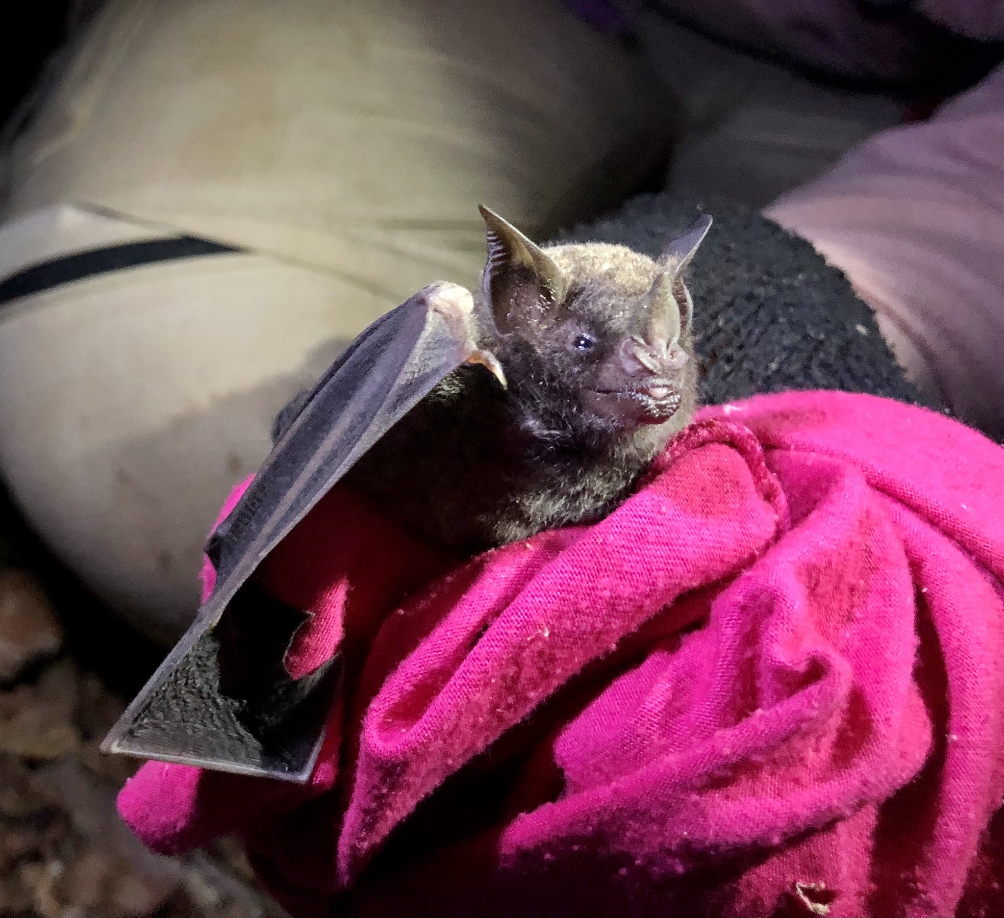 Carollia perspicillata (Linnaeus, 1758)