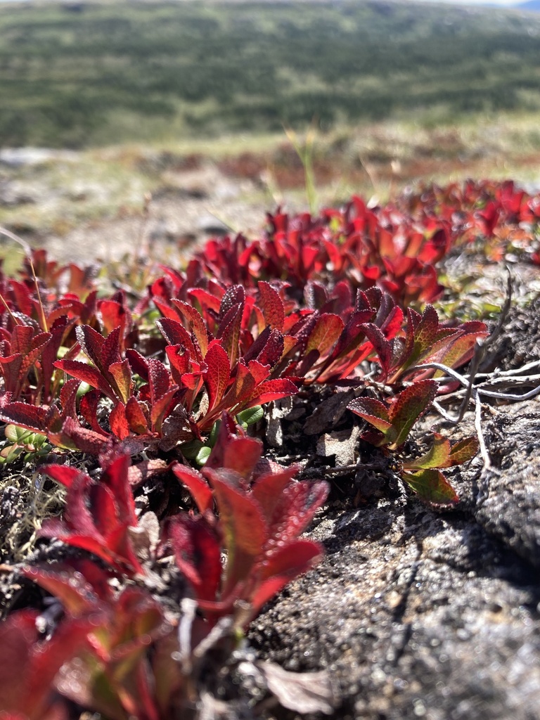 alpine bearberry in August 2022 by marianneval · iNaturalist