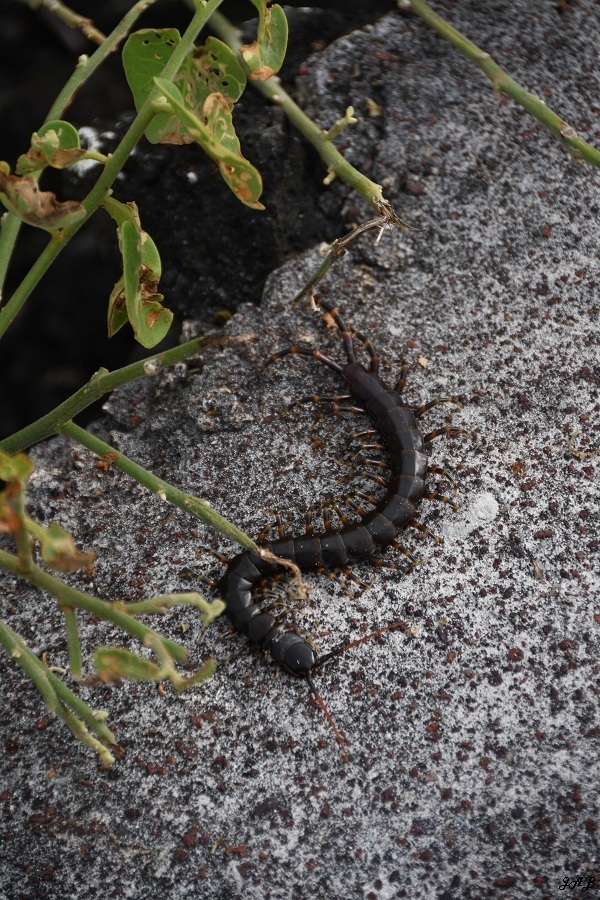 Galápagos centipede from Santa Cruz, Ecuador on August 3, 2022 at 07:52 ...