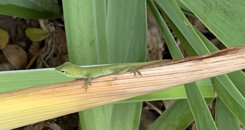 Green Anole from Greensboro Dr, Plano, TX, US on August 31, 2022 at 09: ...