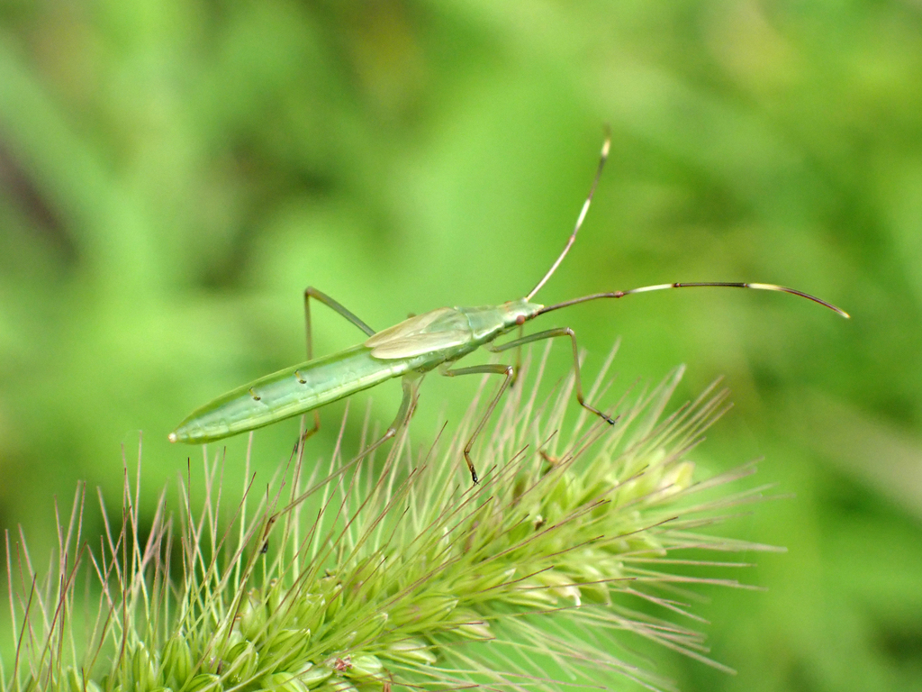 Paddy Bug from Shinkoji, Sado, Niigata 952-1301, Japan on August 26 ...