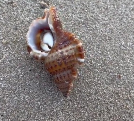 Common Triton Snail from Chennai on December 20, 2021 at 08:37 PM by ...