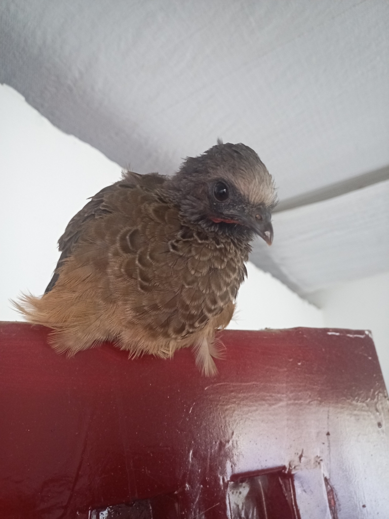 Colombian Chachalaca from Ataco, Tolima, Colombia on August 31, 2022 at ...