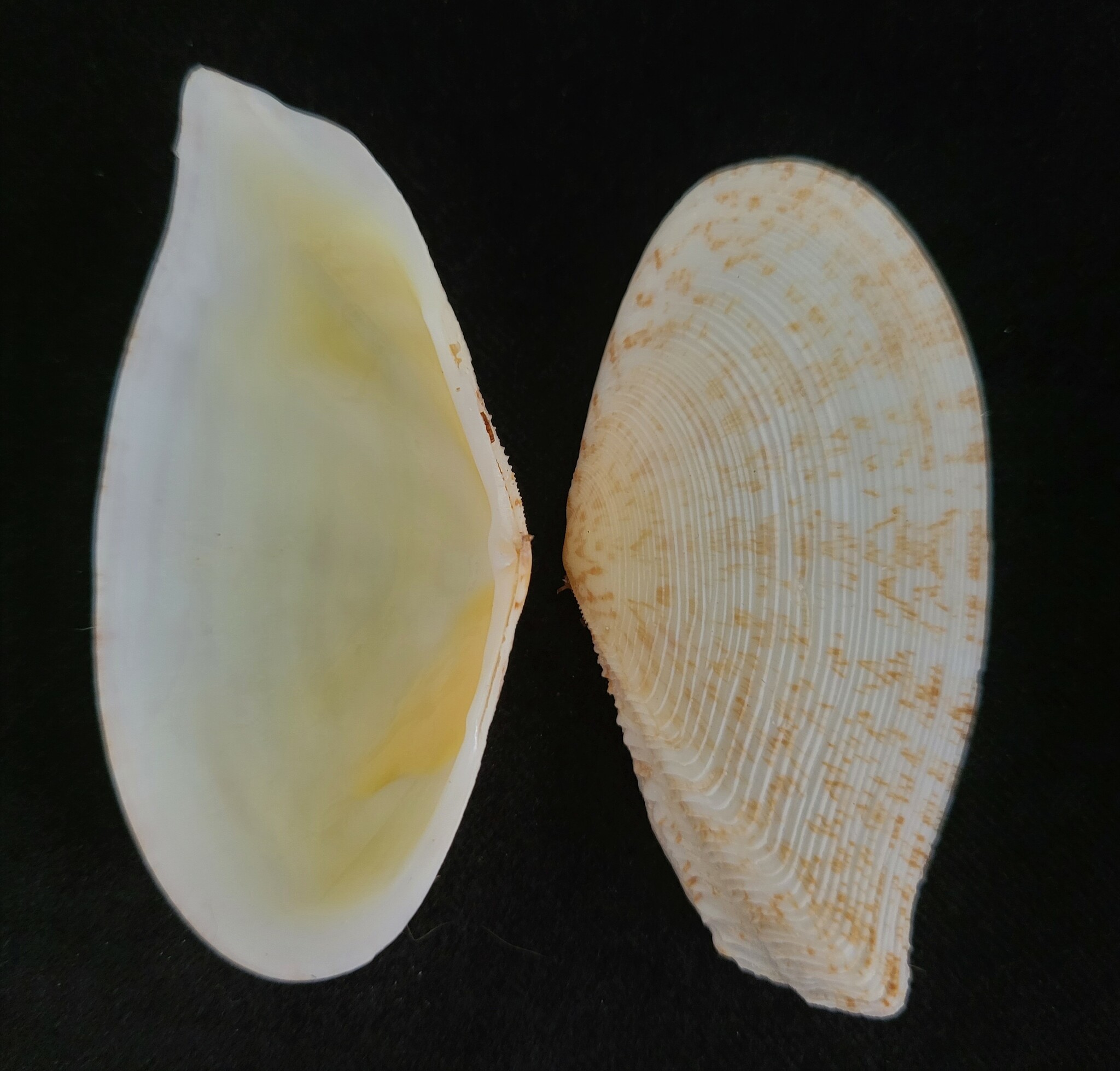 Tellinella listeri (Röding, 1798)