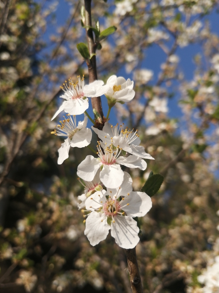 Callery pear from Ladybrand, 9745, South Africa on August 31, 2022 at ...