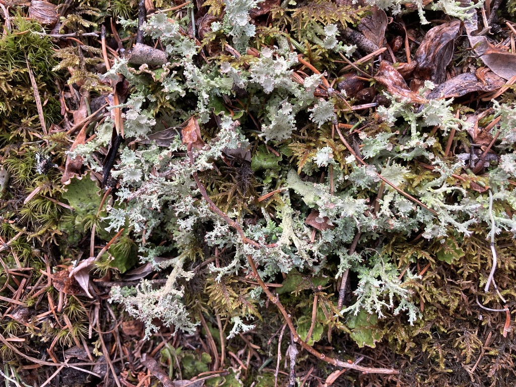 common lichens from Kananaskis, AB T0L, Canada on May 01, 2022 at 11:00 ...