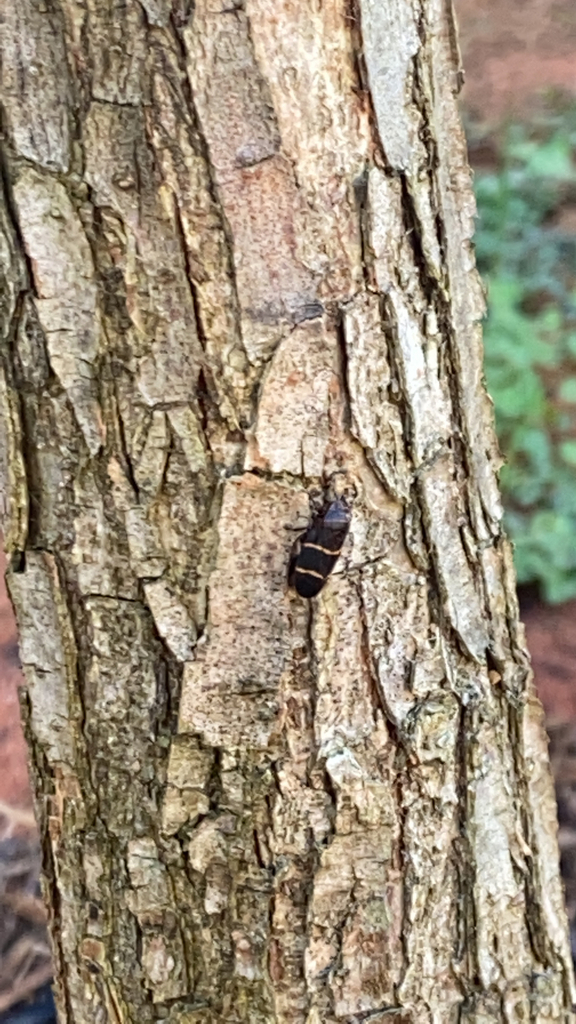 Two-lined Spittlebug from Morganton on August 31, 2022 at 10:59 AM by ...