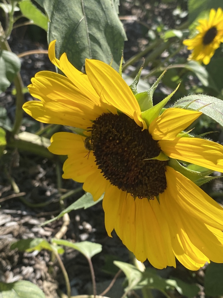 sunflowers from ISU community Garden on August 31, 2022 at 11:27 AM by ...