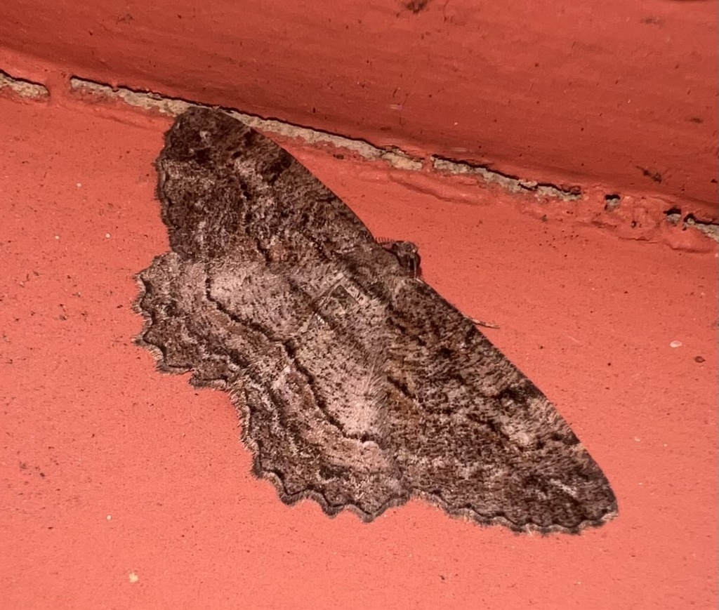 Brown-lined Looper from Fernwood Rd, Victoria, BC, CA on August 31 ...