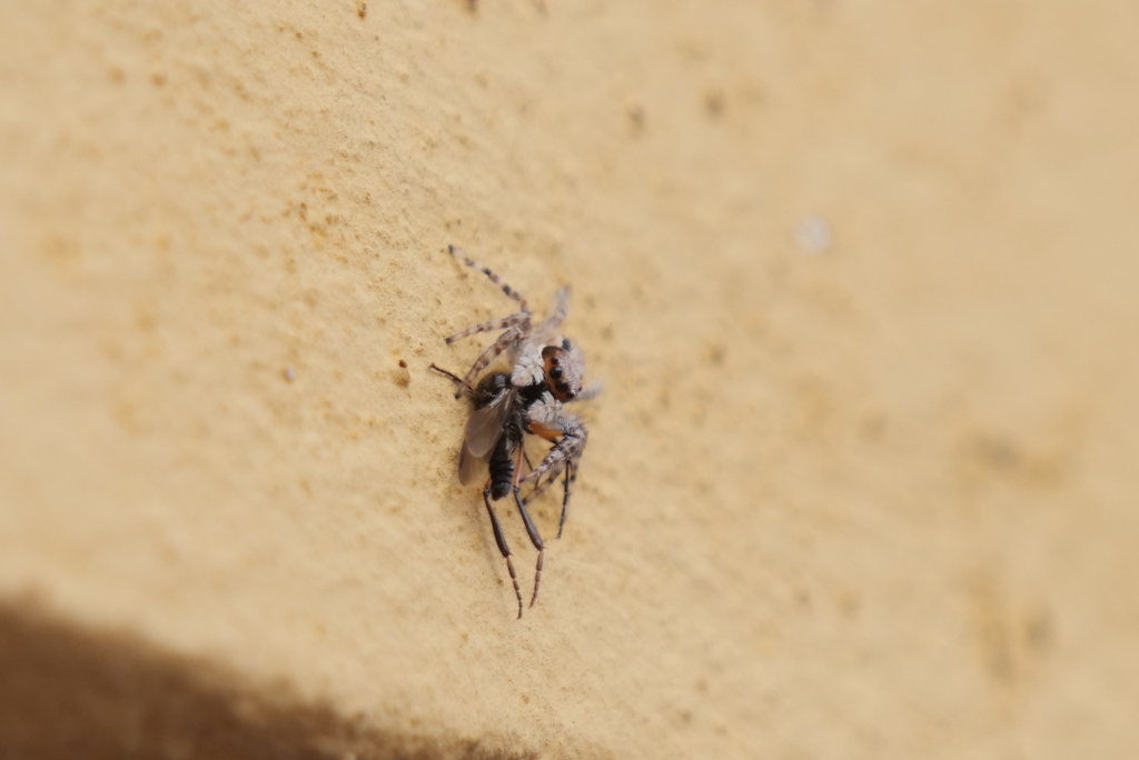 Winged and Once-winged Insects from Ciudad de Santa Fe, Provincia de ...