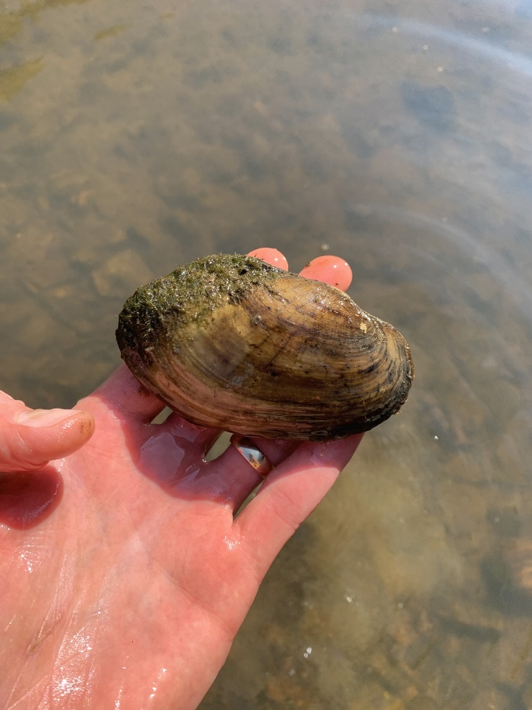 Fatmucket in August 2022 by Caleb Knerr · iNaturalist