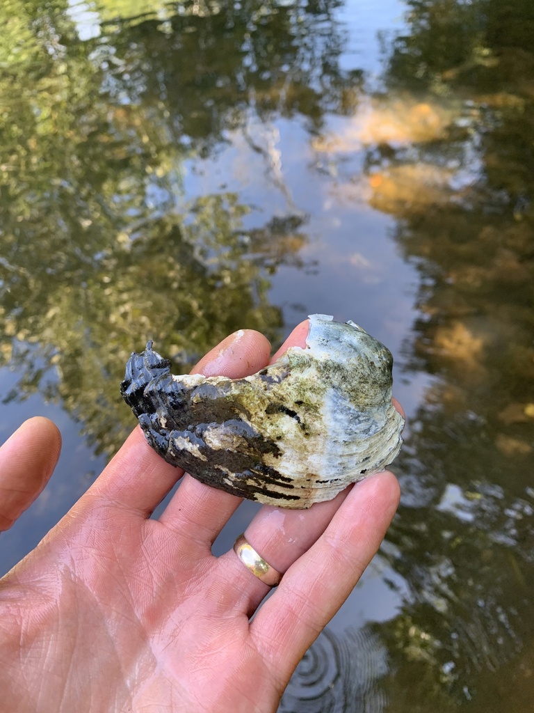 Three-ridge Mussel in August 2022 by Caleb Knerr · iNaturalist