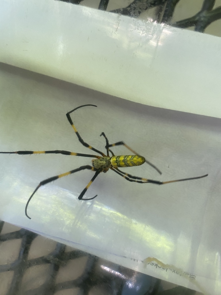 Joro Spider from Mountain View Cir, Inman, SC, US on August 30, 2022 at ...