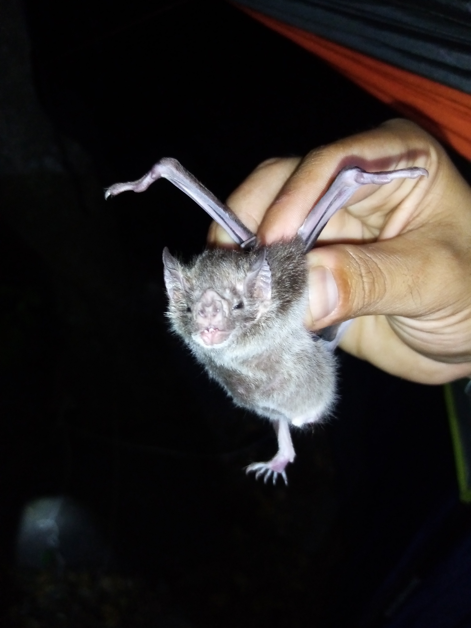 Desmodus rotundus (E.Geoffroy, 1810)