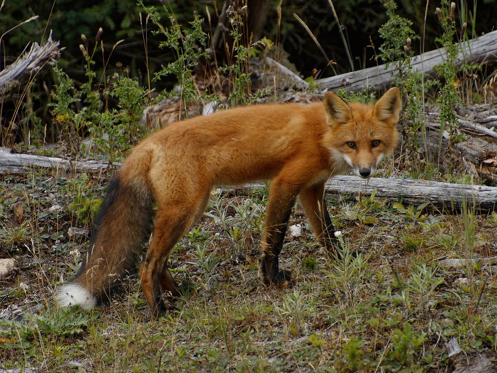 Red Fox from Côte-Nord, QC, Canada on August 26, 2022 at 02:59 PM by ...