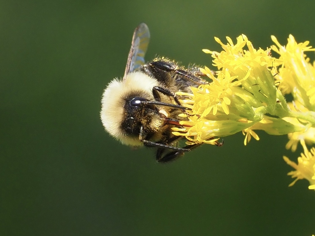Common Eastern Bumble Bee from The Morton Arboretum, Downers Grove, IL ...